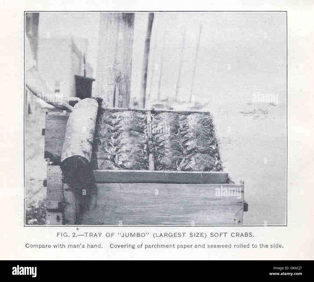 This tray of 'jumbo' soft crabs represents the largest size class of ...