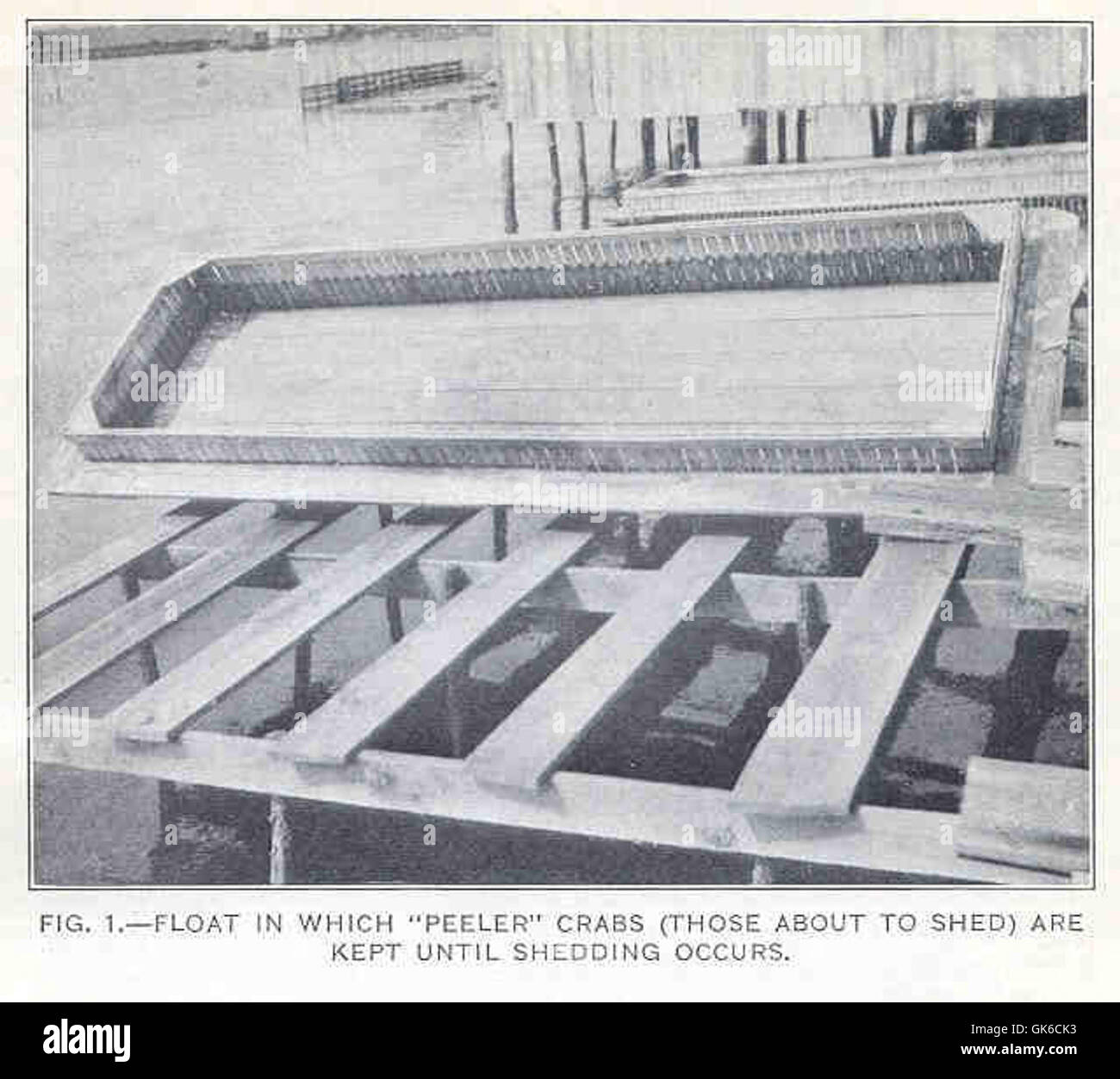 Crab shed shell hi-res stock photography and images - Alamy