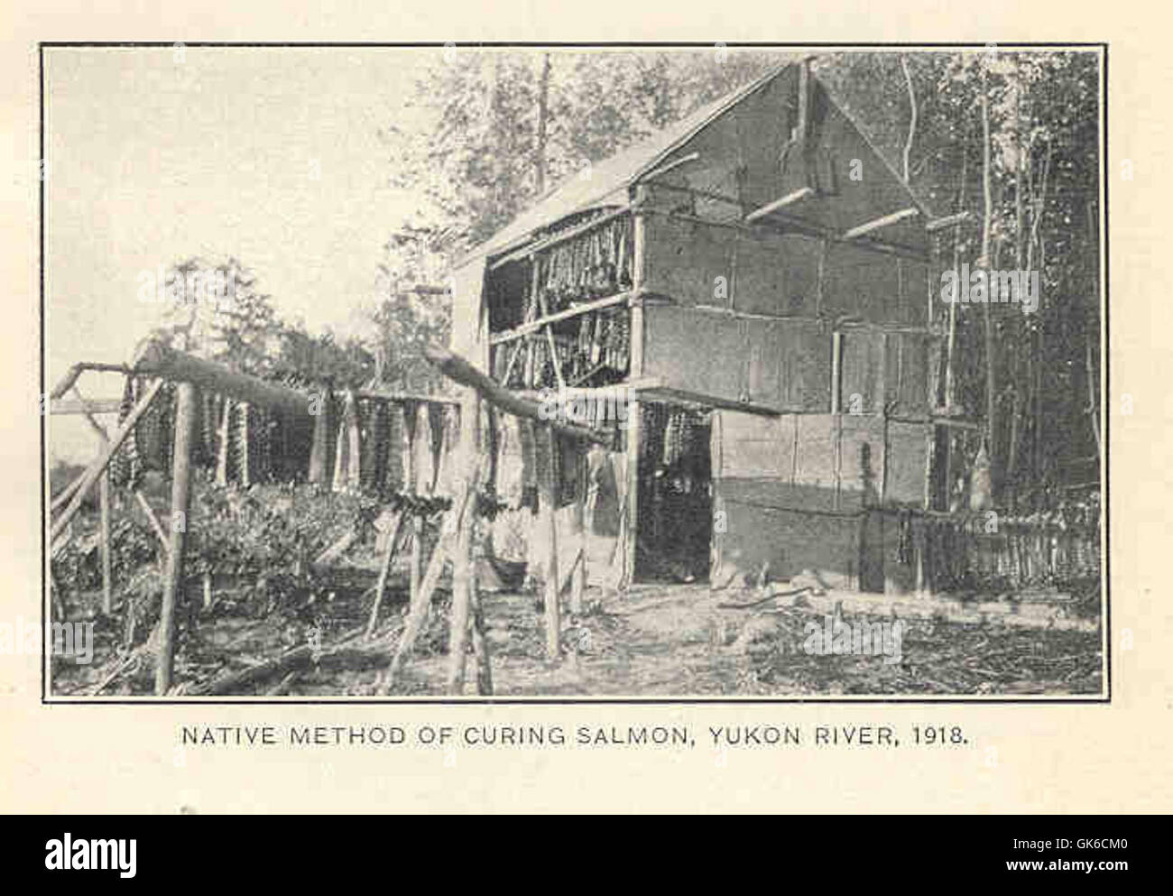 A depiction of the traditional native method of curing salmon along the ...