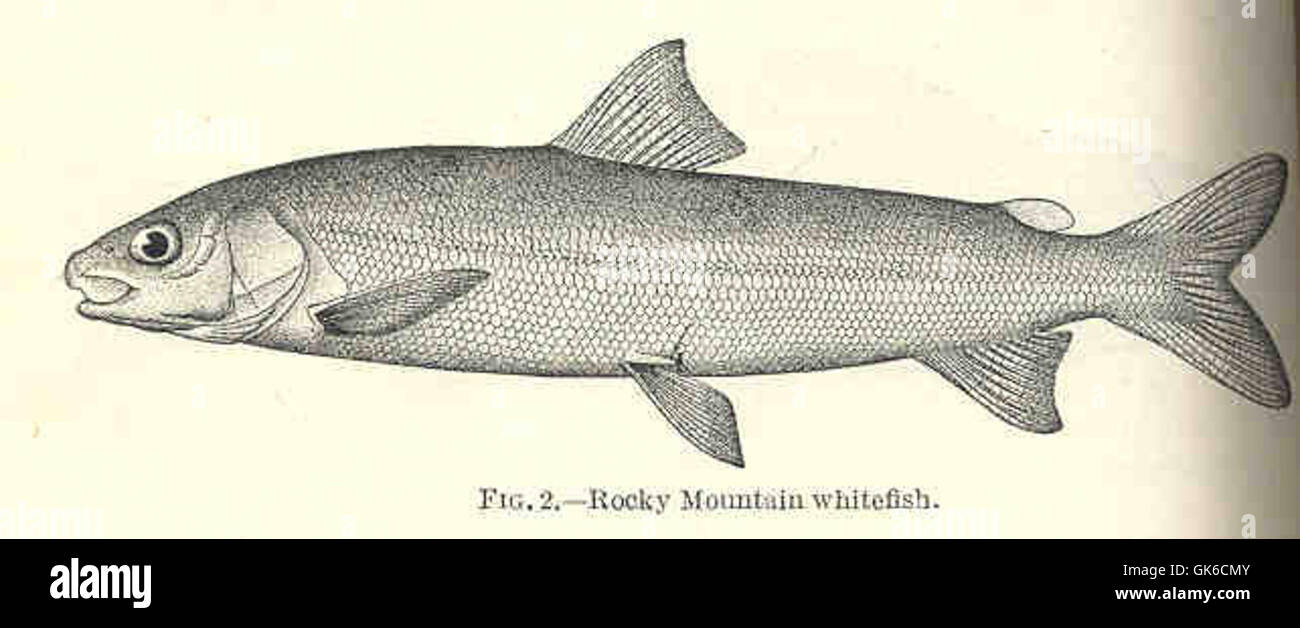 Whitefish map hi-res stock photography and images - Alamy