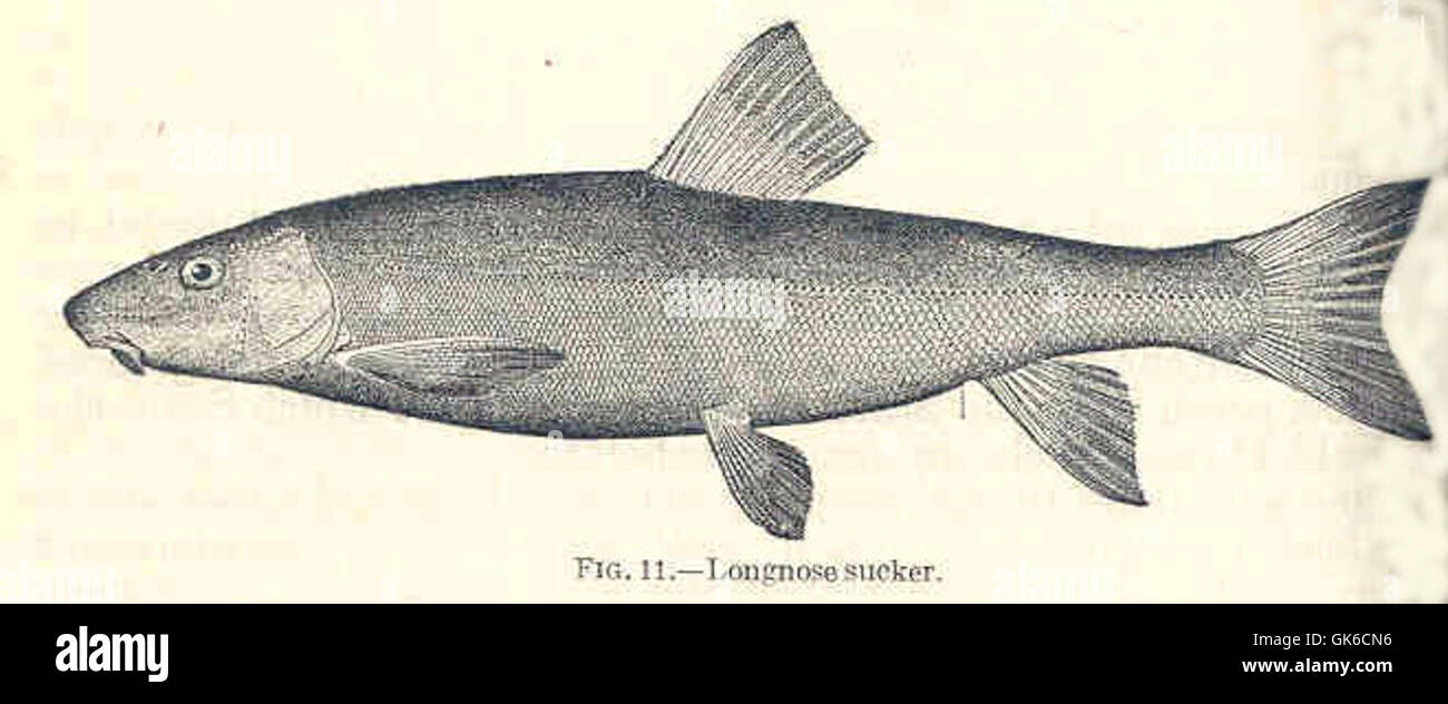 The longnose sucker (Catostomus catostomus) is a freshwater fish native ...