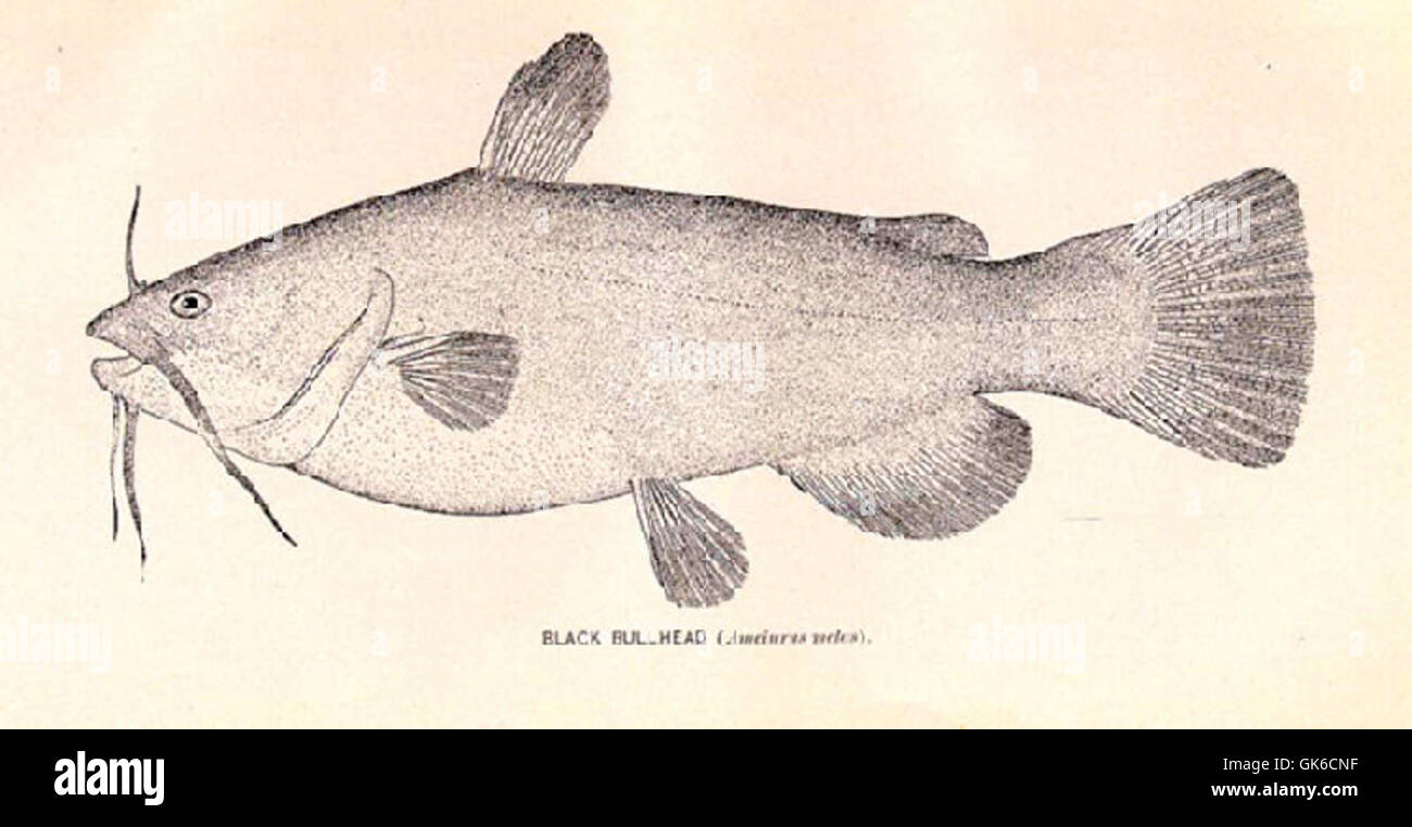 Black bullhead hi-res stock photography and images - Alamy