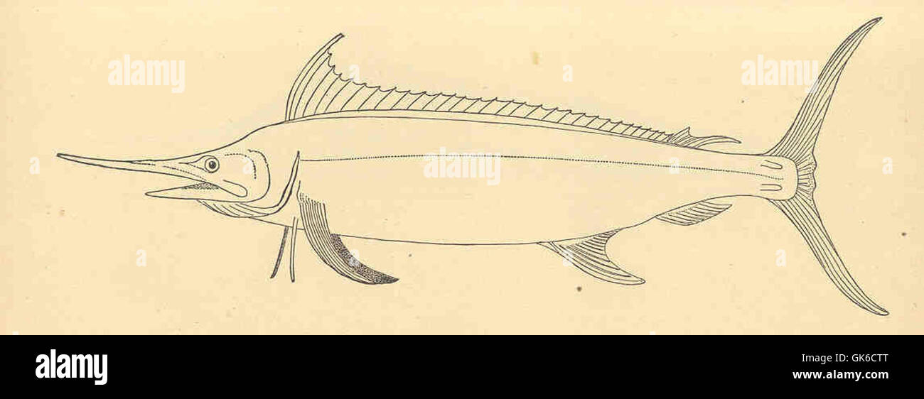 35150 Cape Spear-Fish, Tetrapturus Herschellii Stock Photo - Alamy