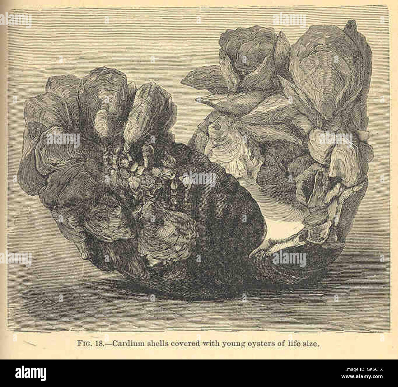 Cardium shells, often used as substrates in marine ecosystems, are ...