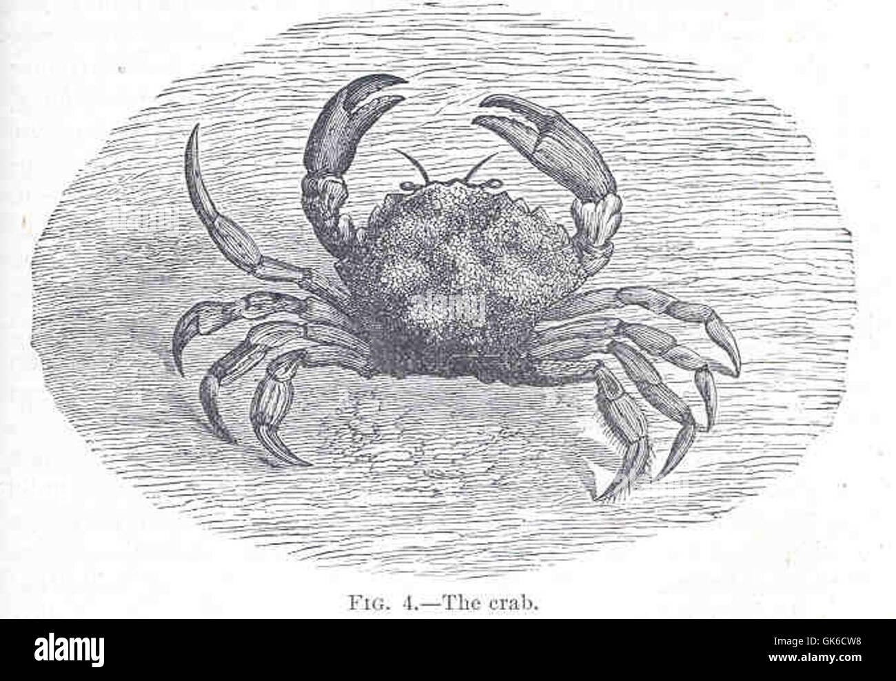 Crabs are marine and freshwater crustaceans belonging to the order ...
