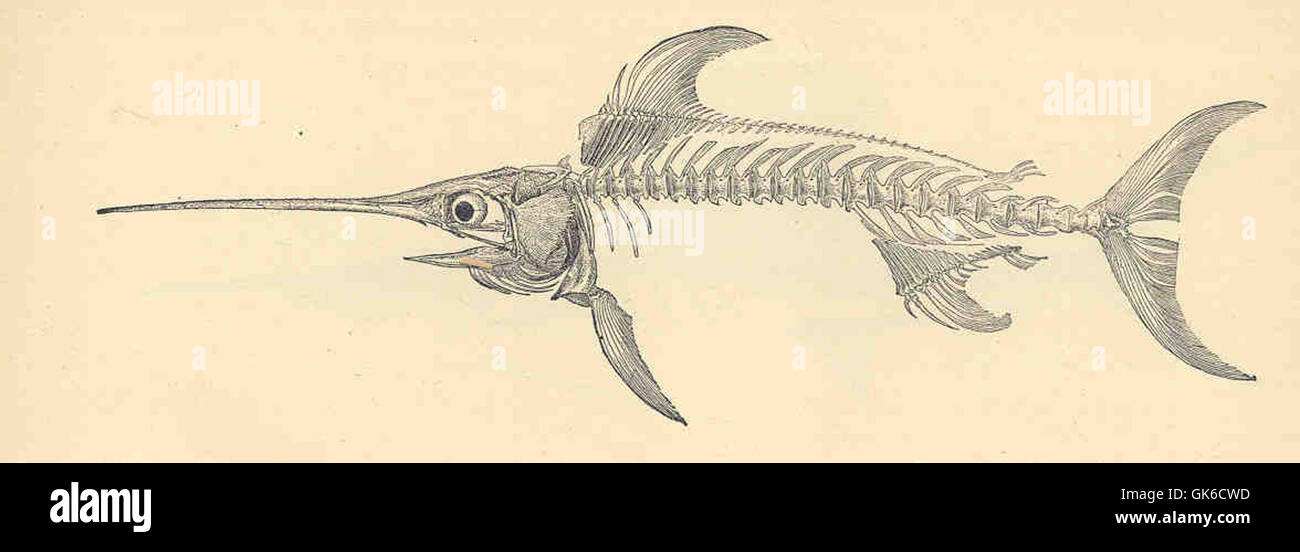 The skeleton of the swordfish (*Xiphias gladius*) highlights the ...