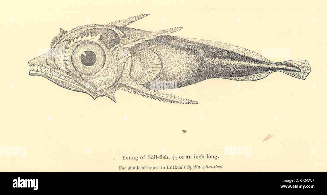 The young sailfish, known for their distinctive dorsal fins, are shown ...