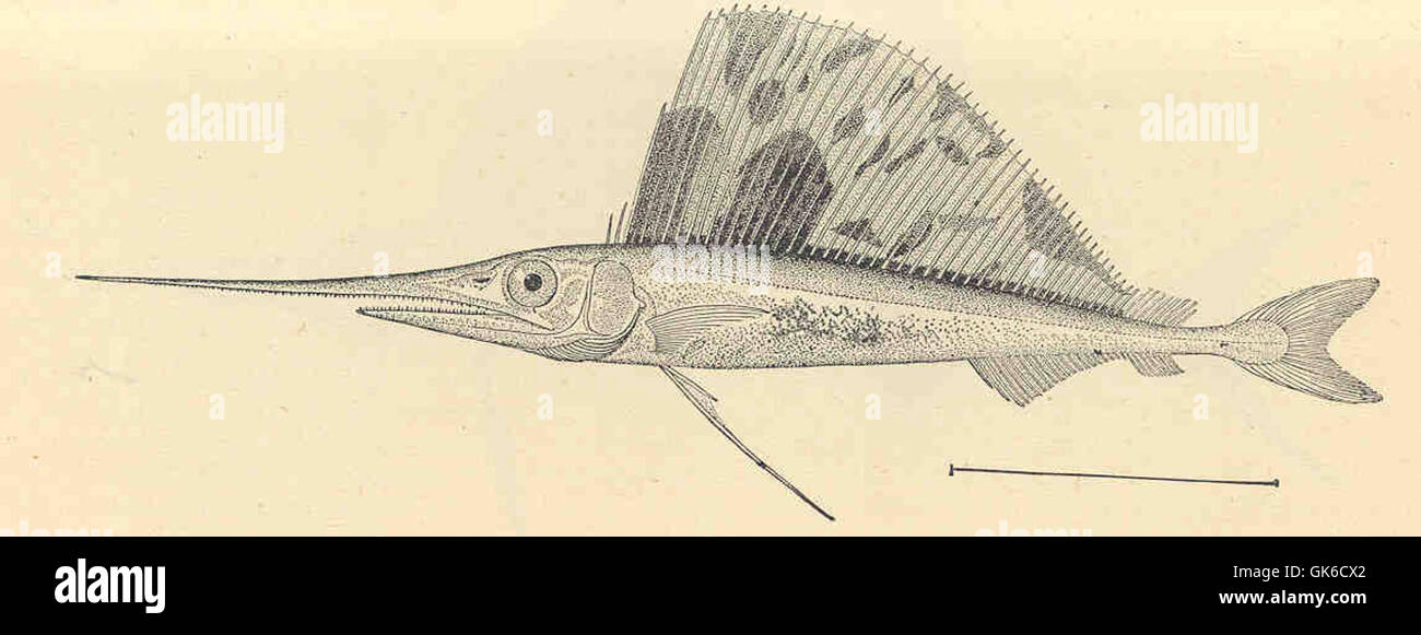 A young sailfish (Histiophorus pulchellus), measuring 4 inches in ...