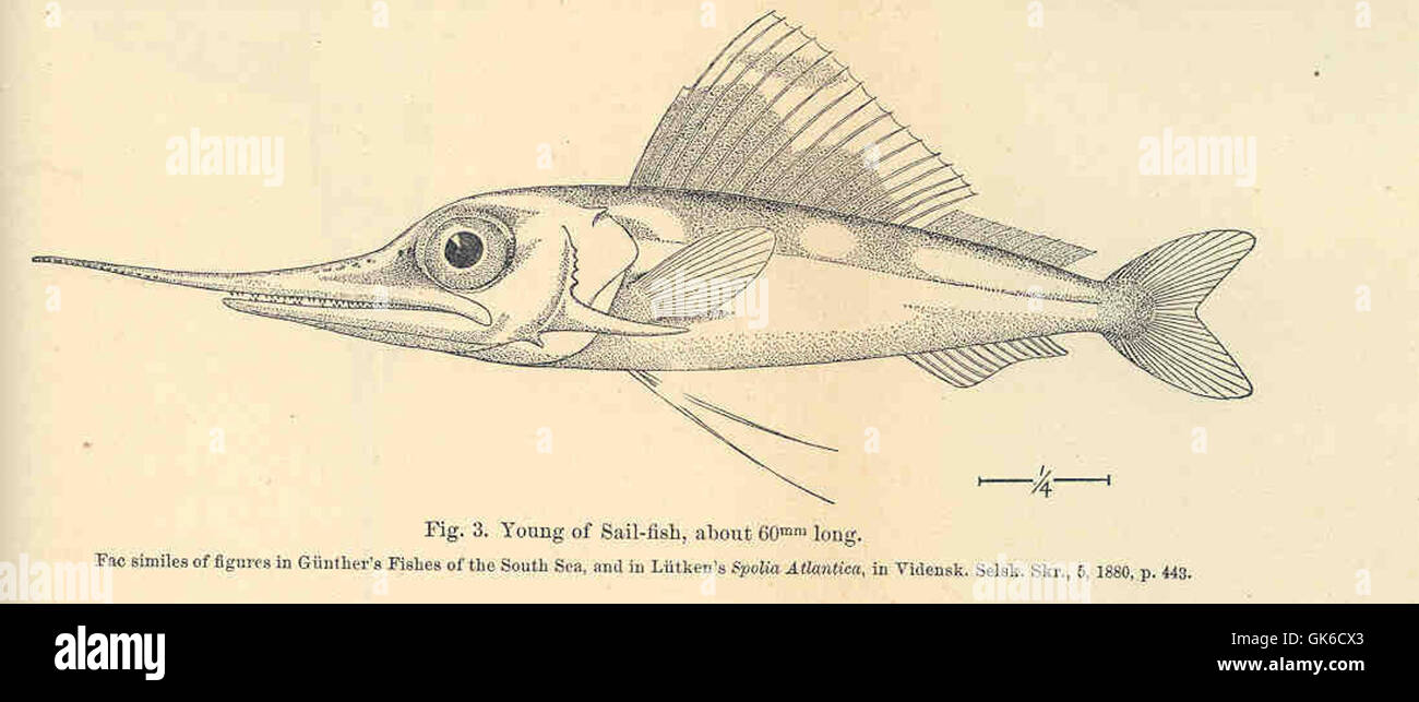 The young sailfish, measuring approximately 60 mm, is a juvenile stage ...