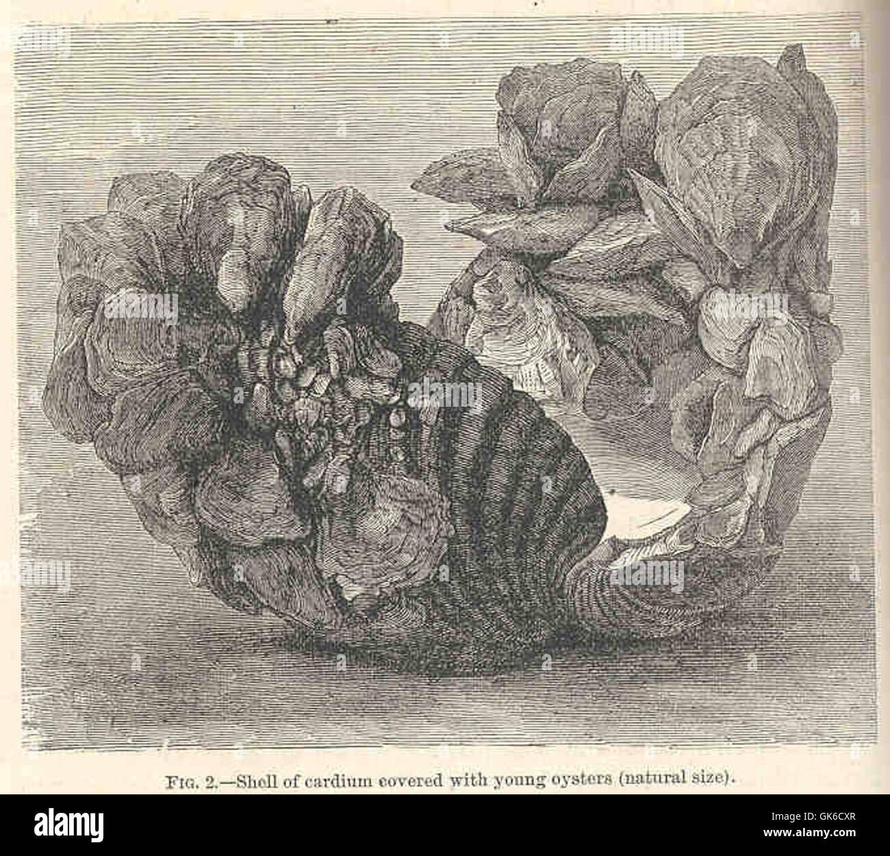 The shell of Cardium, a species of clam, is shown covered with young ...