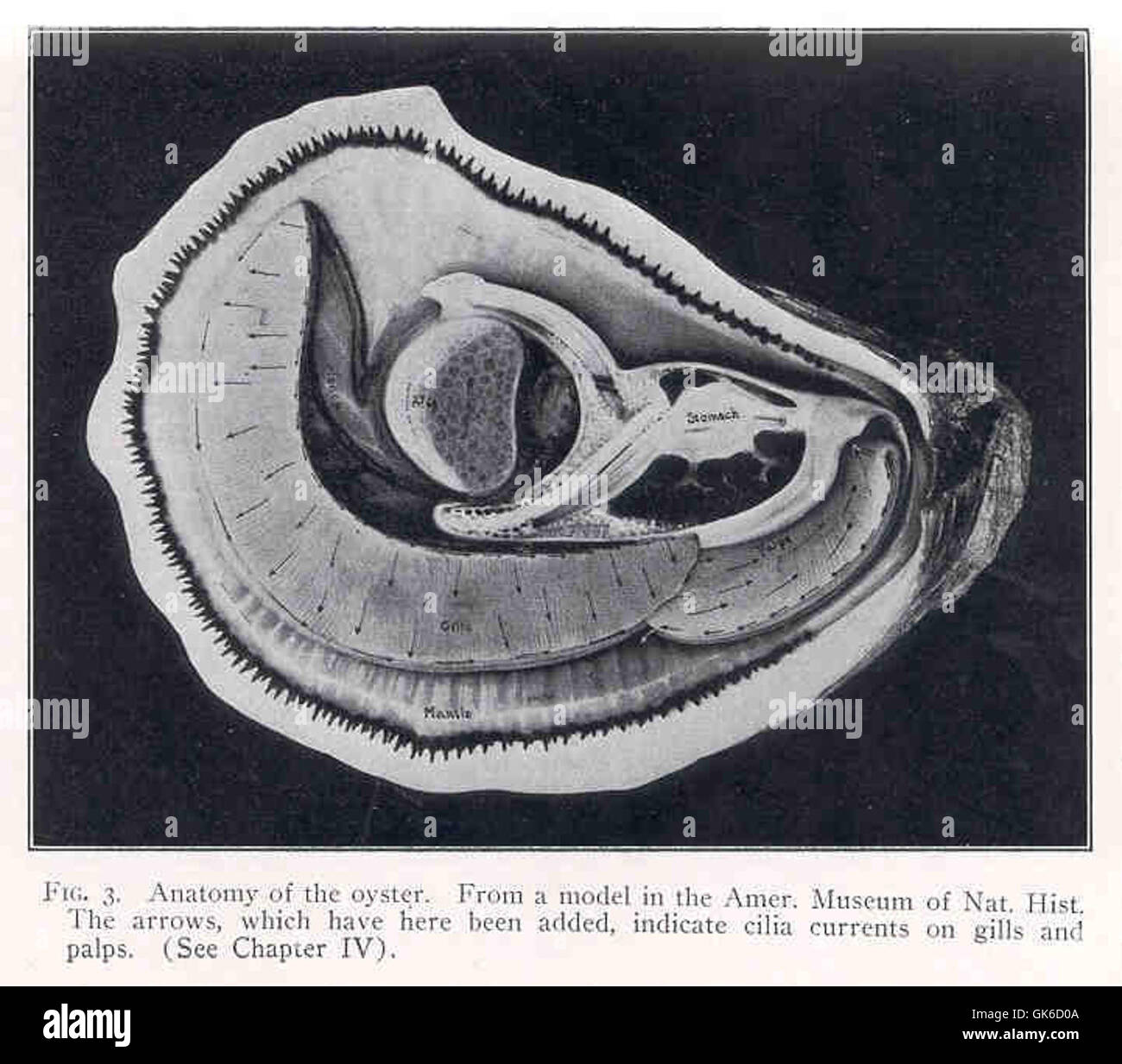 Oysters anatomy hi-res stock photography and images - Alamy