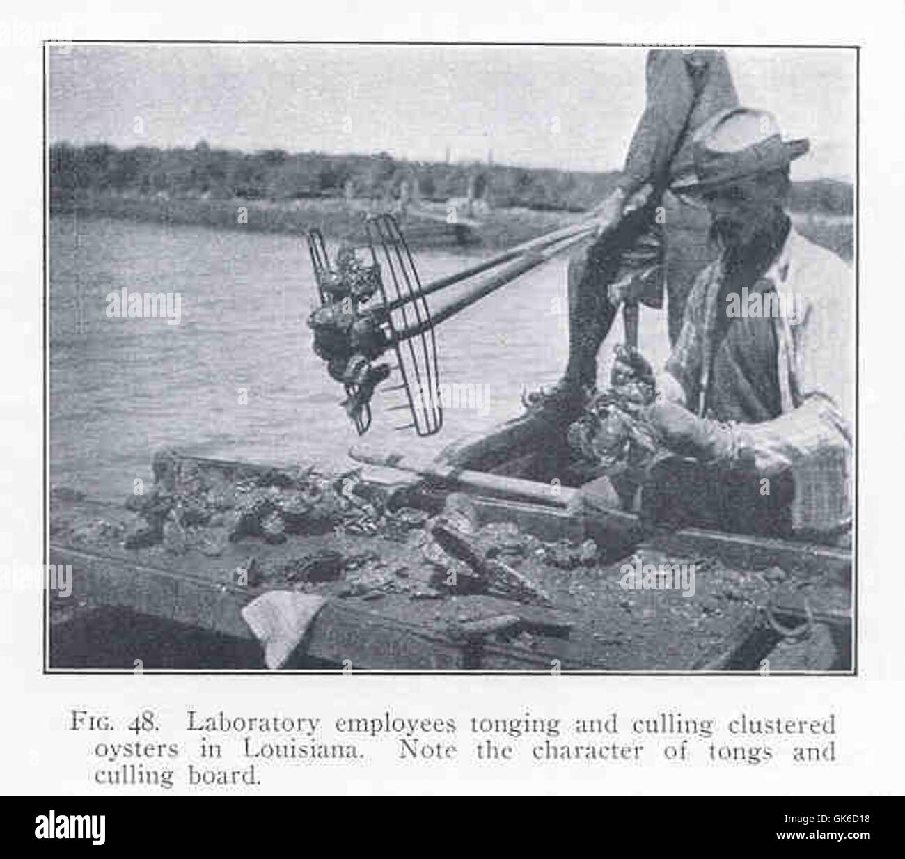 Laboratory employees are shown tonging and cutting clustered oysters in ...
