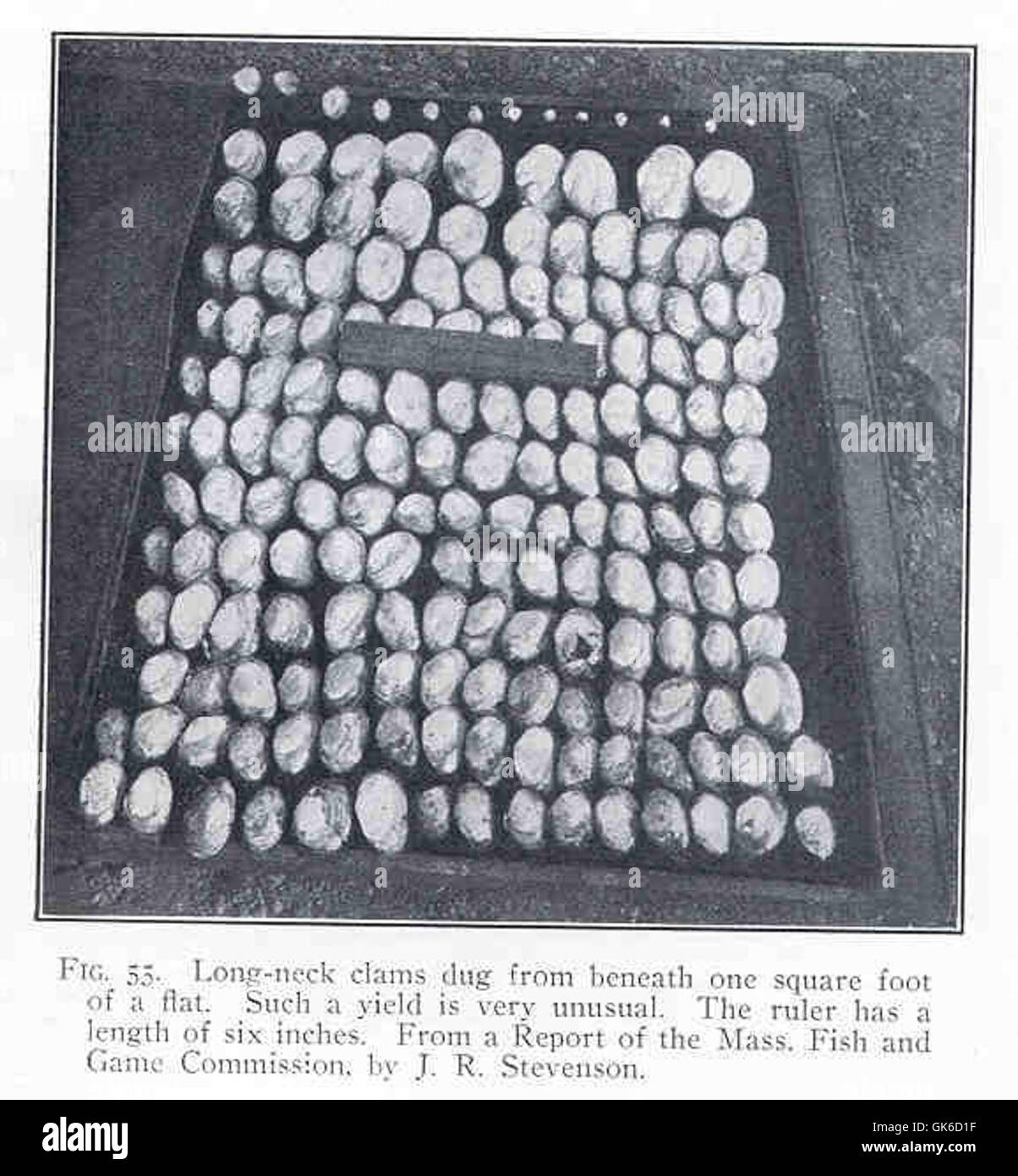 35258 Long-neck clams dug from beneach one square foot of a flat Such a ...