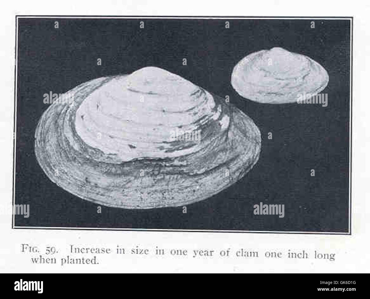 35260 Increase in size in one year of clam one inch long when planted ...