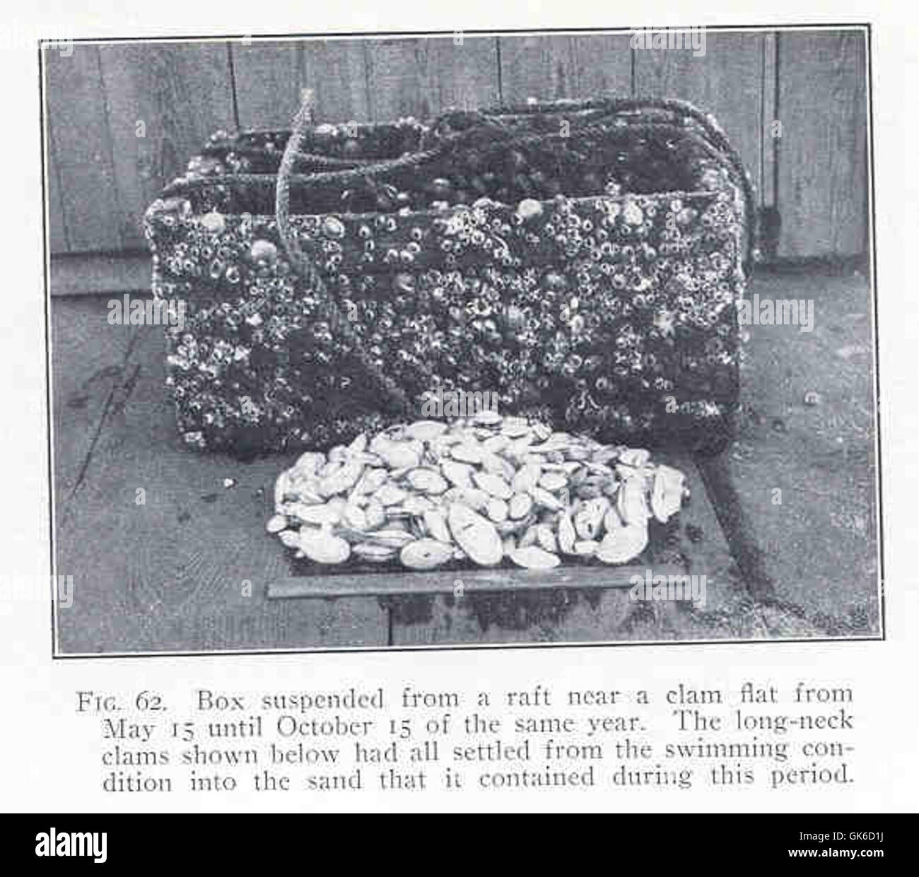 A box suspended from a raft near a clam flat is used in harvesting long ...