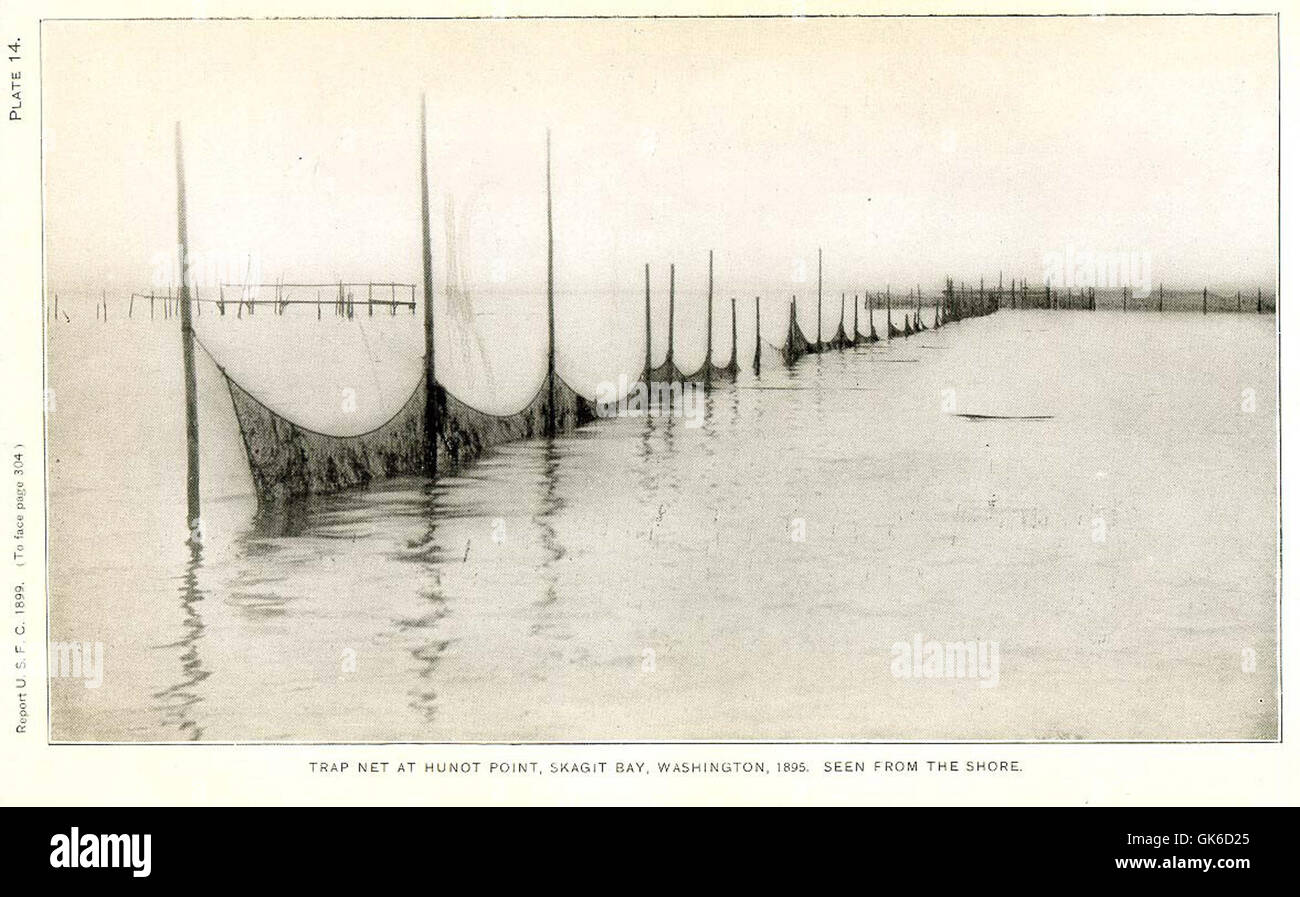The image depicts a trap net used at Hunot Point in Skagit Bay ...