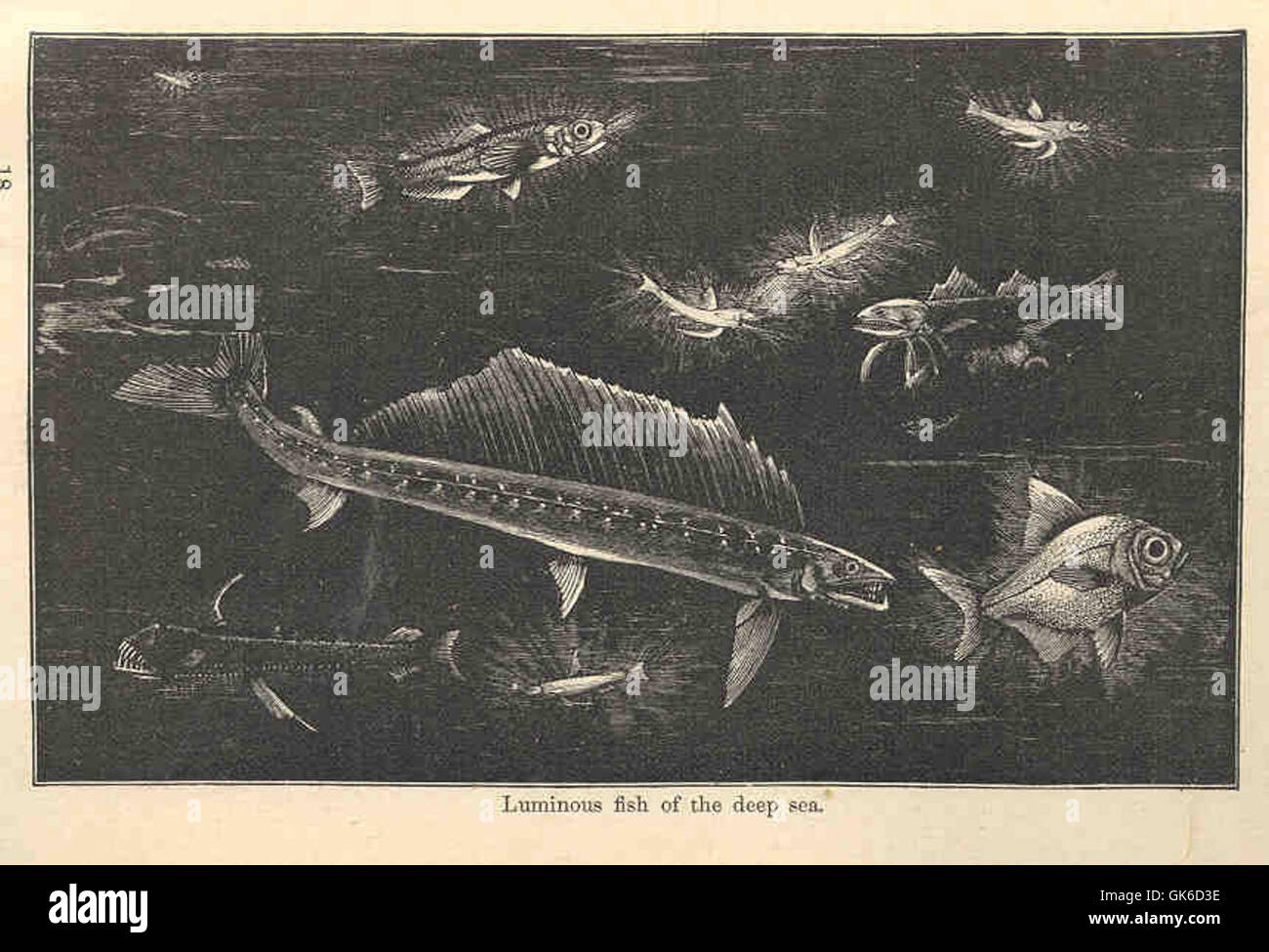 35304 Luminous Fish of the Deep Sea Stock Photo - Alamy