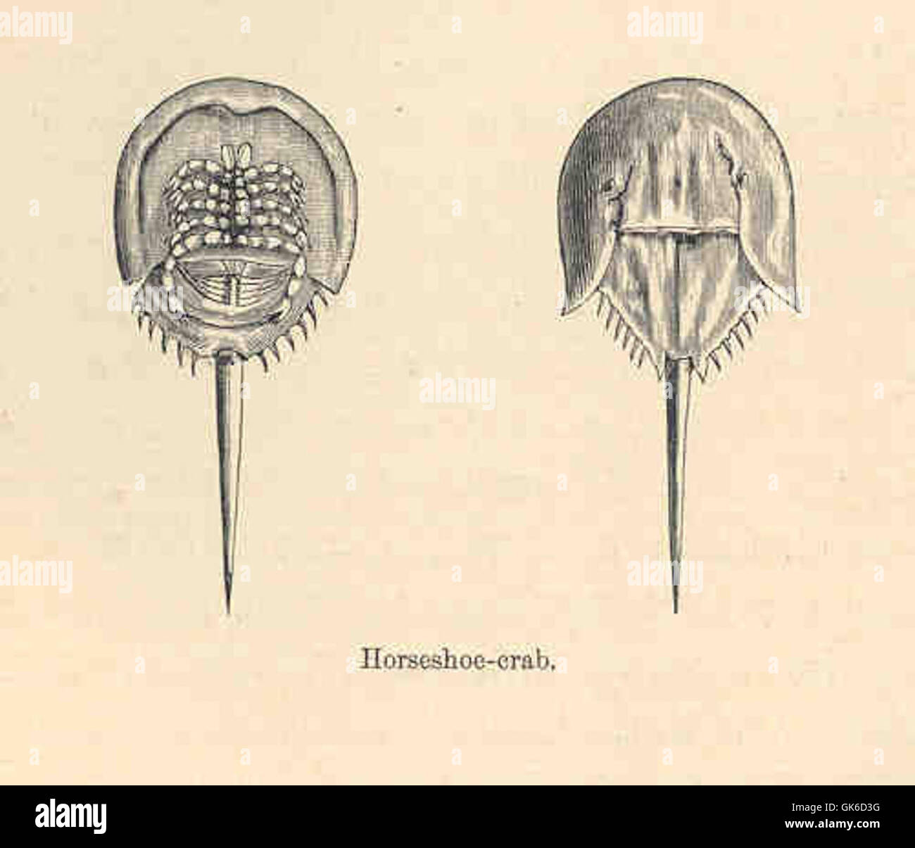 The Horseshoe Crab is an ancient marine arthropod, known for its hard ...