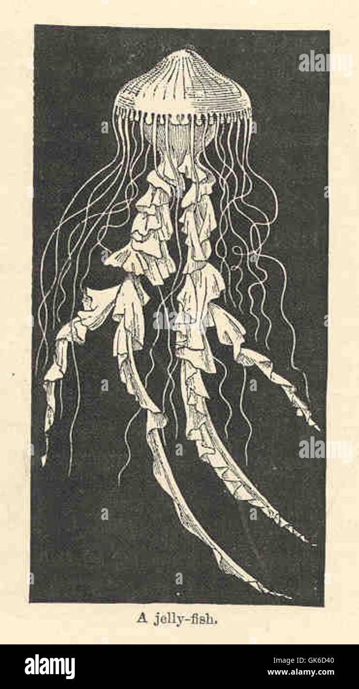 A jellyfish specimen, showcasing its translucent body structure, a key ...