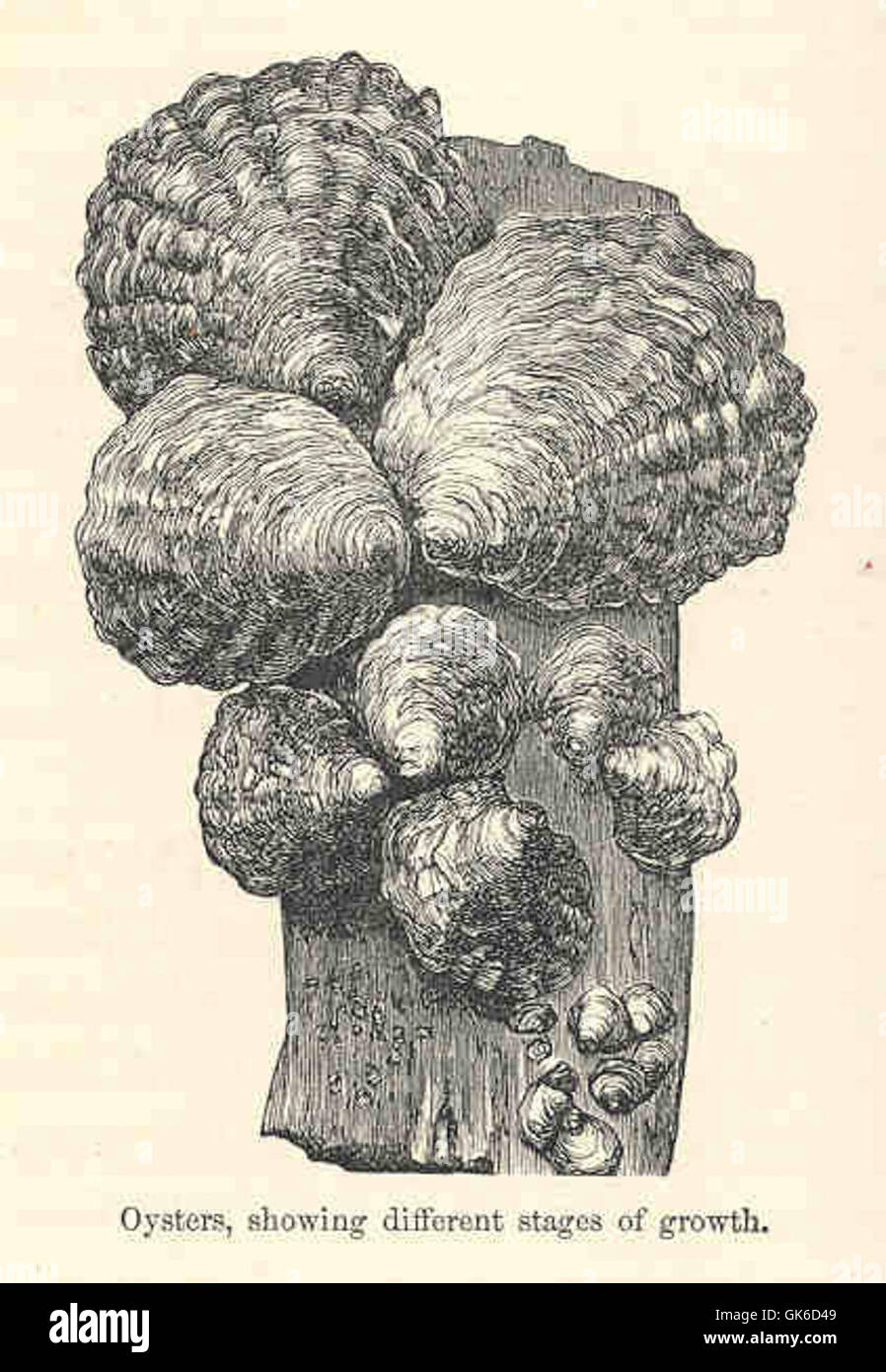 This image shows *Oysters* at various stages of growth, from juvenile ...