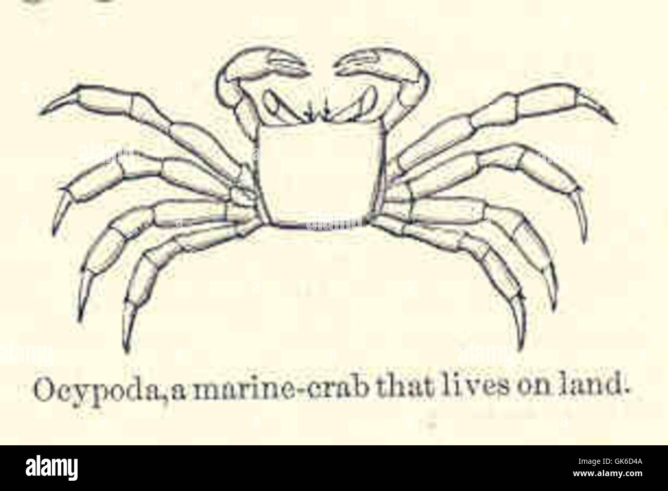 Ocypoda is a genus of crabs known for their ability to live on land ...