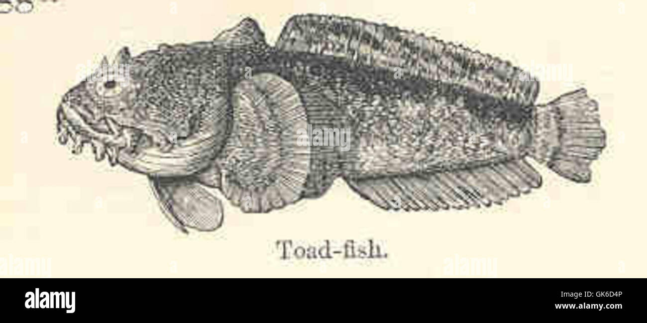 Toad map hi-res stock photography and images - Alamy