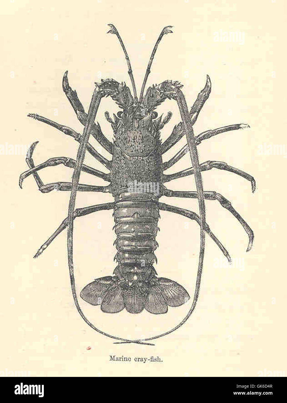Benthic crustacean hi-res stock photography and images - Alamy
