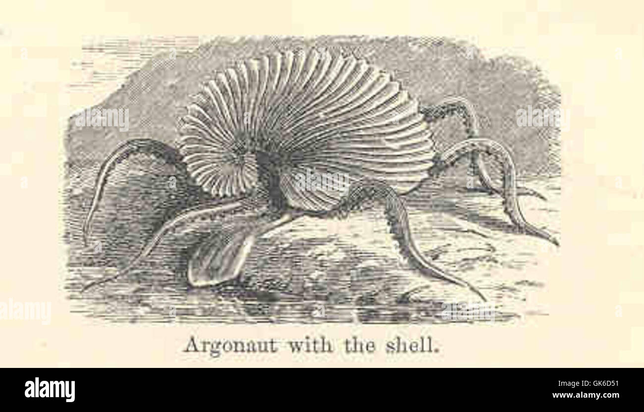 35337 Argonaut with the Shell Stock Photo - Alamy