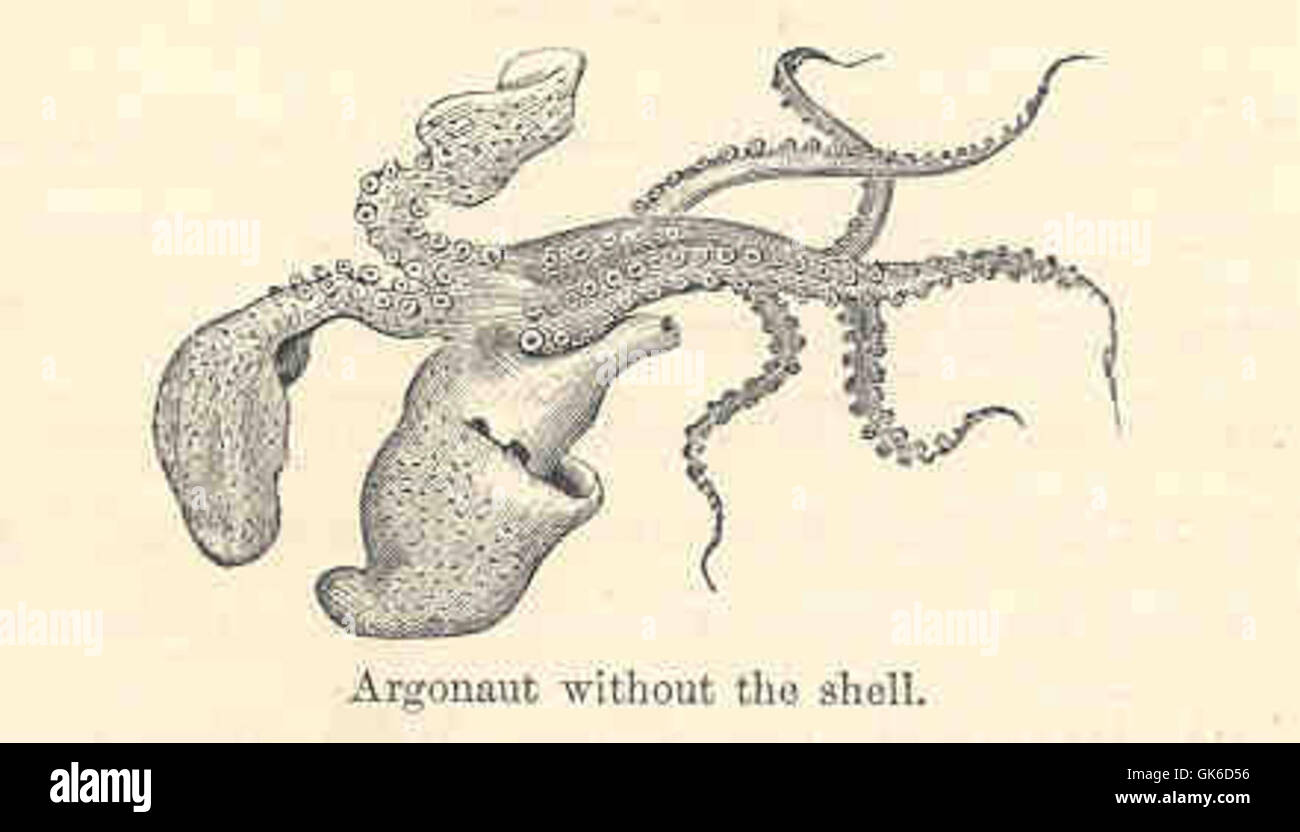 This illustration depicts an Argonaut (paper nautilus) without its ...