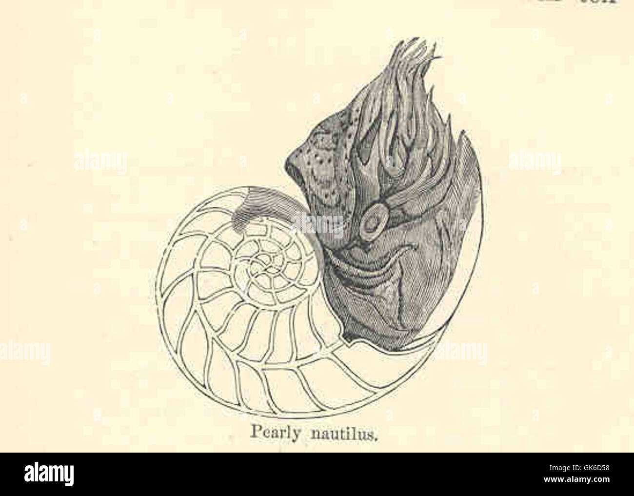 The nautilus formation hi-res stock photography and images - Alamy