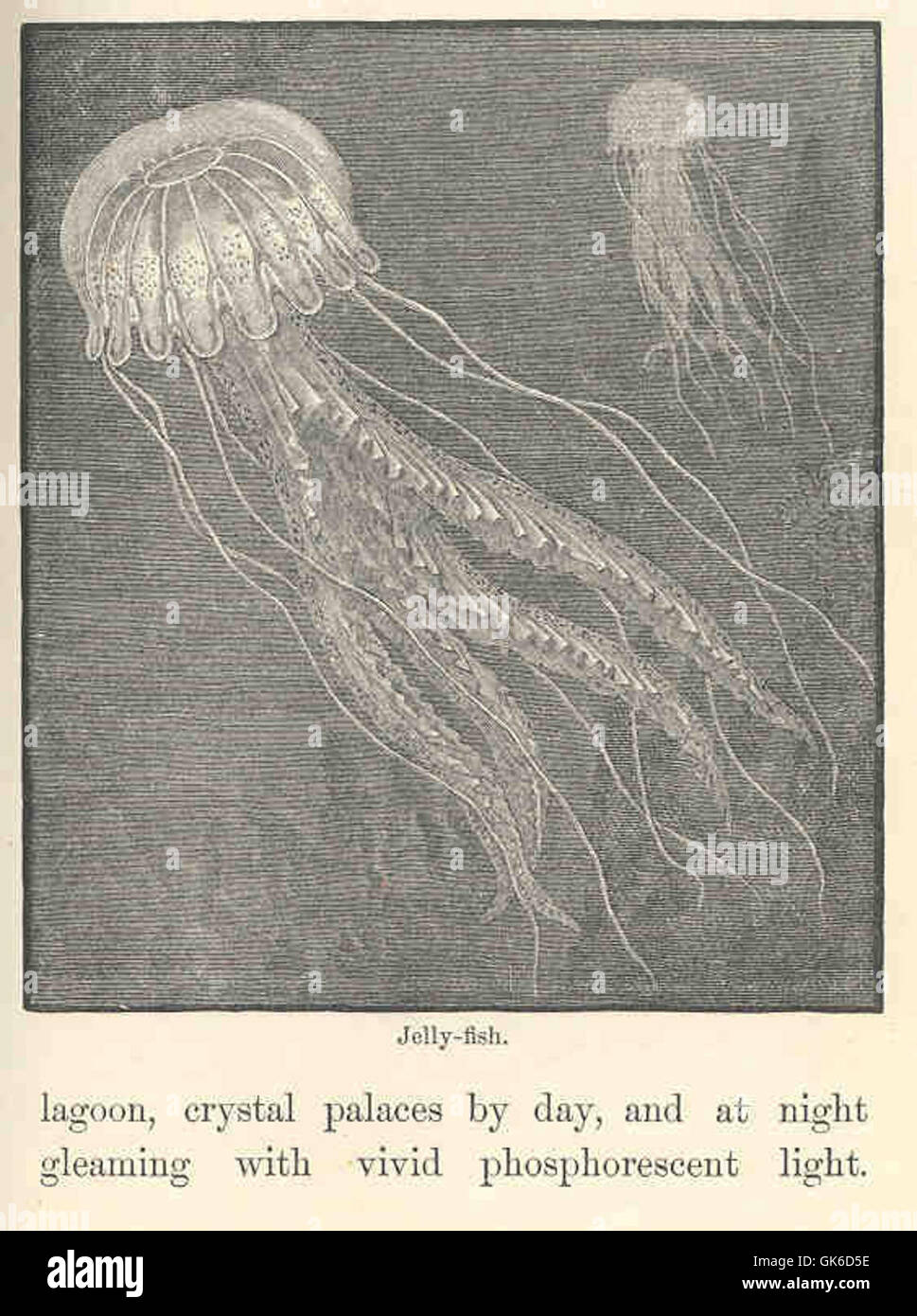 This image depicts a jellyfish, a marine invertebrate known for its ...