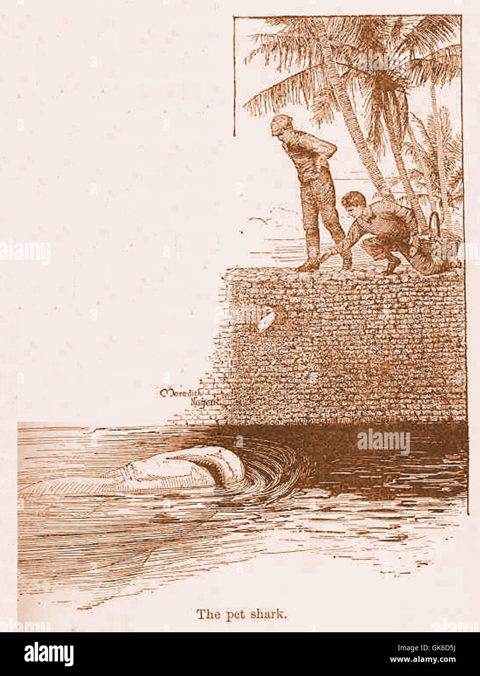 A pet shark is typically a small species of shark kept in home ...