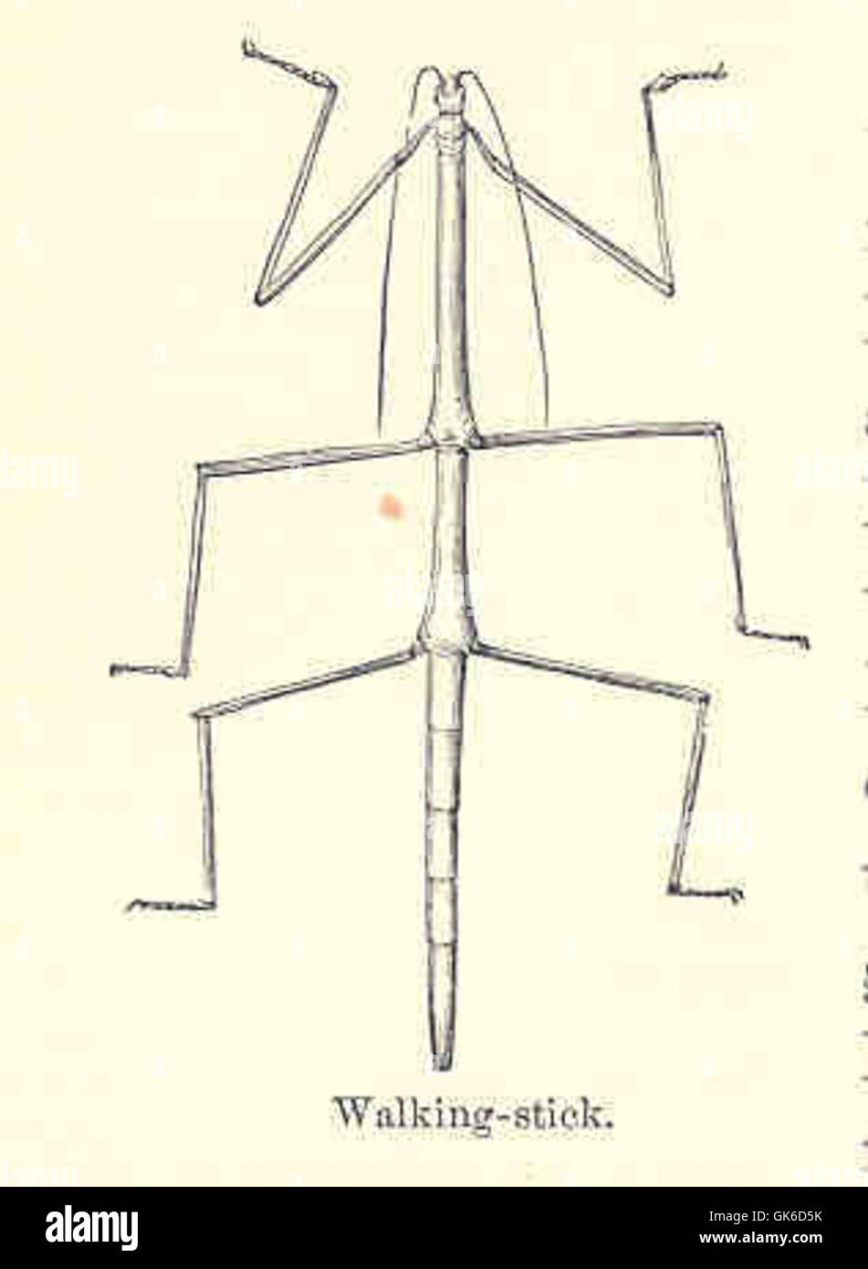 A walking-stick insect is shown, an insect known for its remarkable ...
