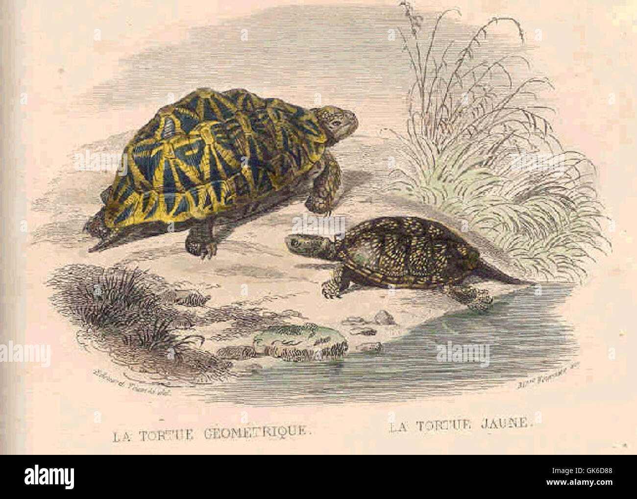 This image features the geometric tortoise (Psammobates geometricus ...