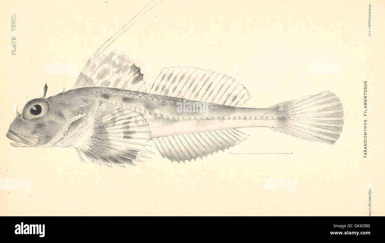 Tarandichthys filamentosus, a species of freshwater fish characterized ...