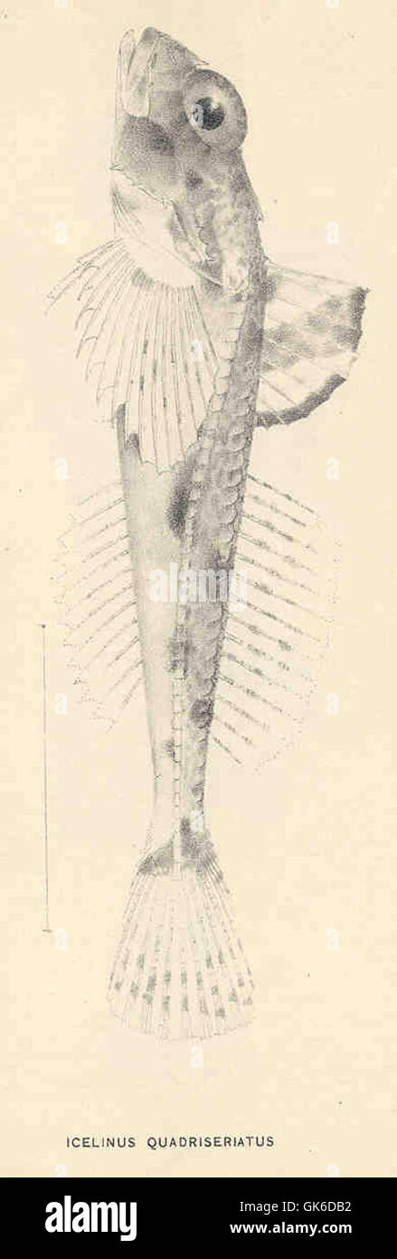 Icelinus quadriseriatus hi-res stock photography and images - Alamy