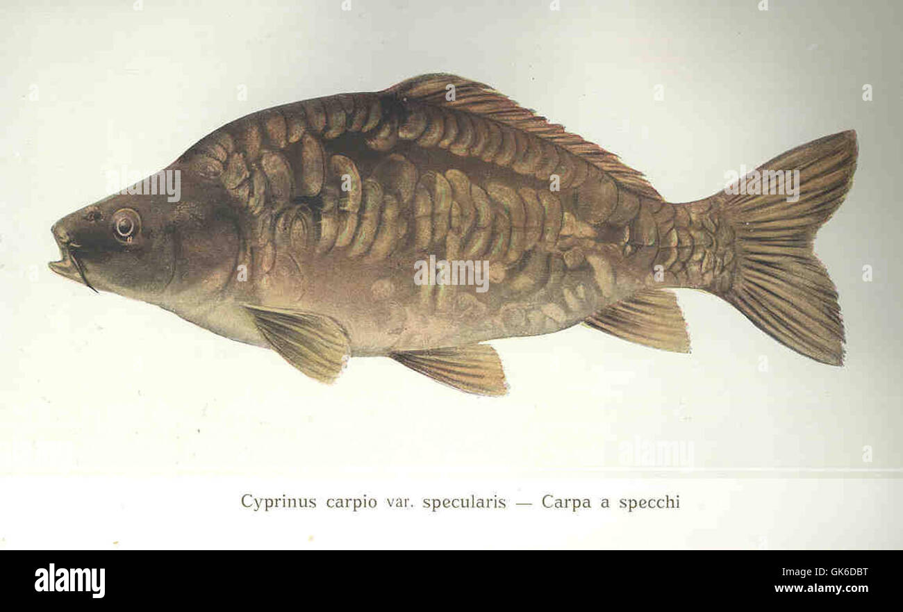 Specularis High Resolution Stock Photography and Images - Alamy