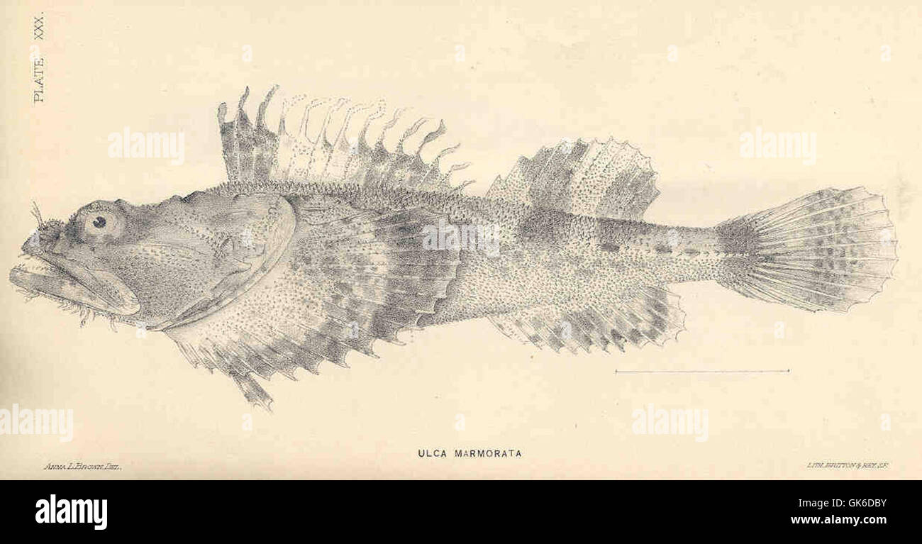 35503 Ulca marmorata Stock Photo - Alamy