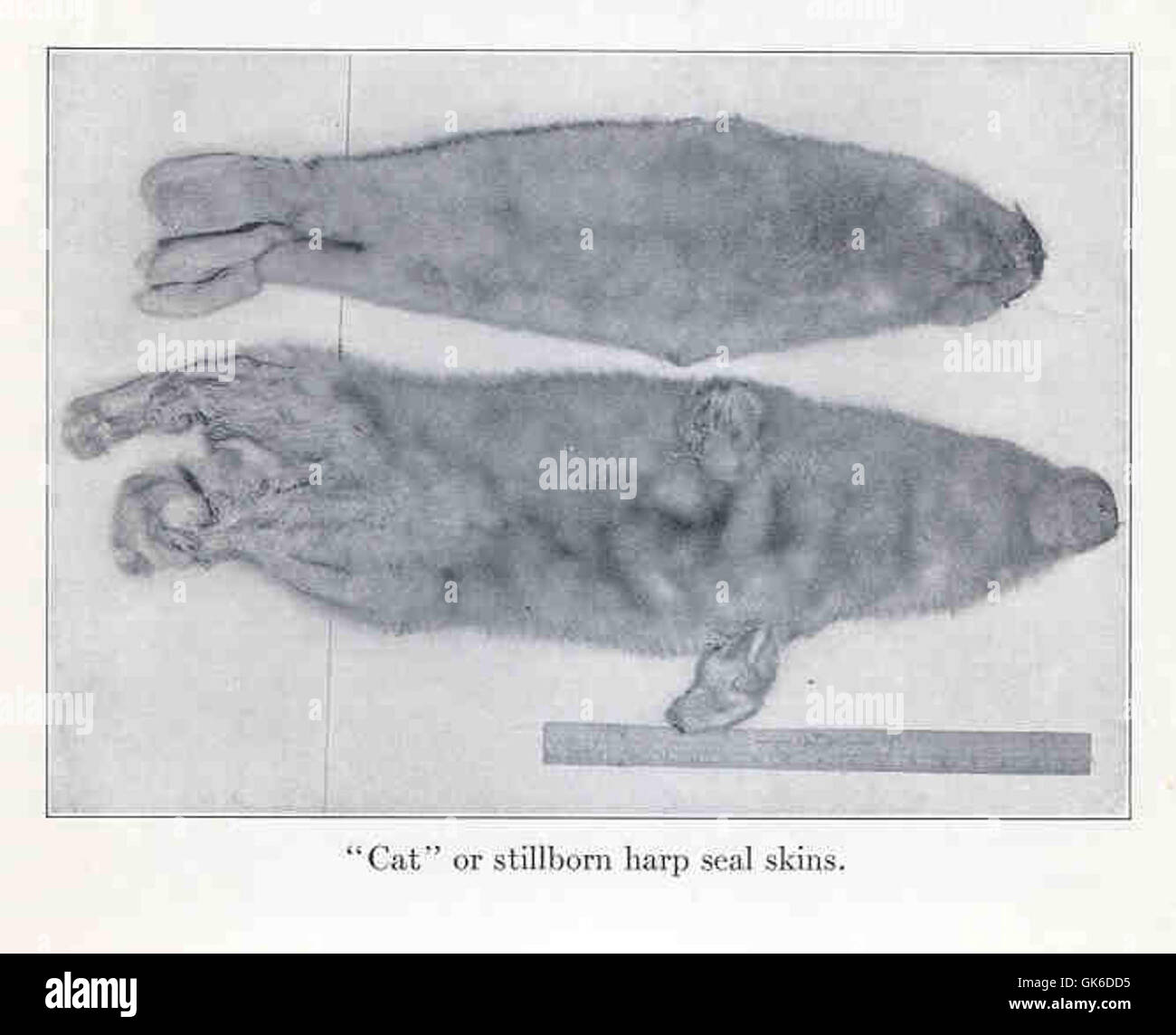 35534 Cat or stillborn harp seal skins Stock Photo - Alamy