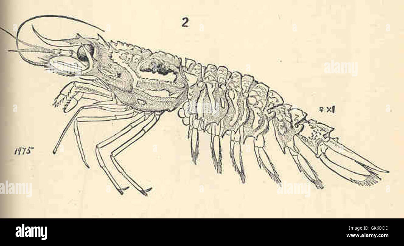 Glyphocrangon hi-res stock photography and images - Alamy