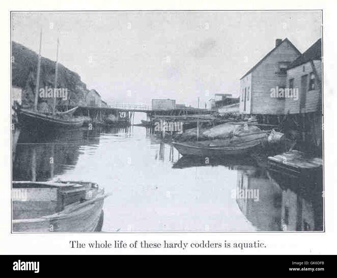 This species of cod, known for its resilience, spends its entire ...