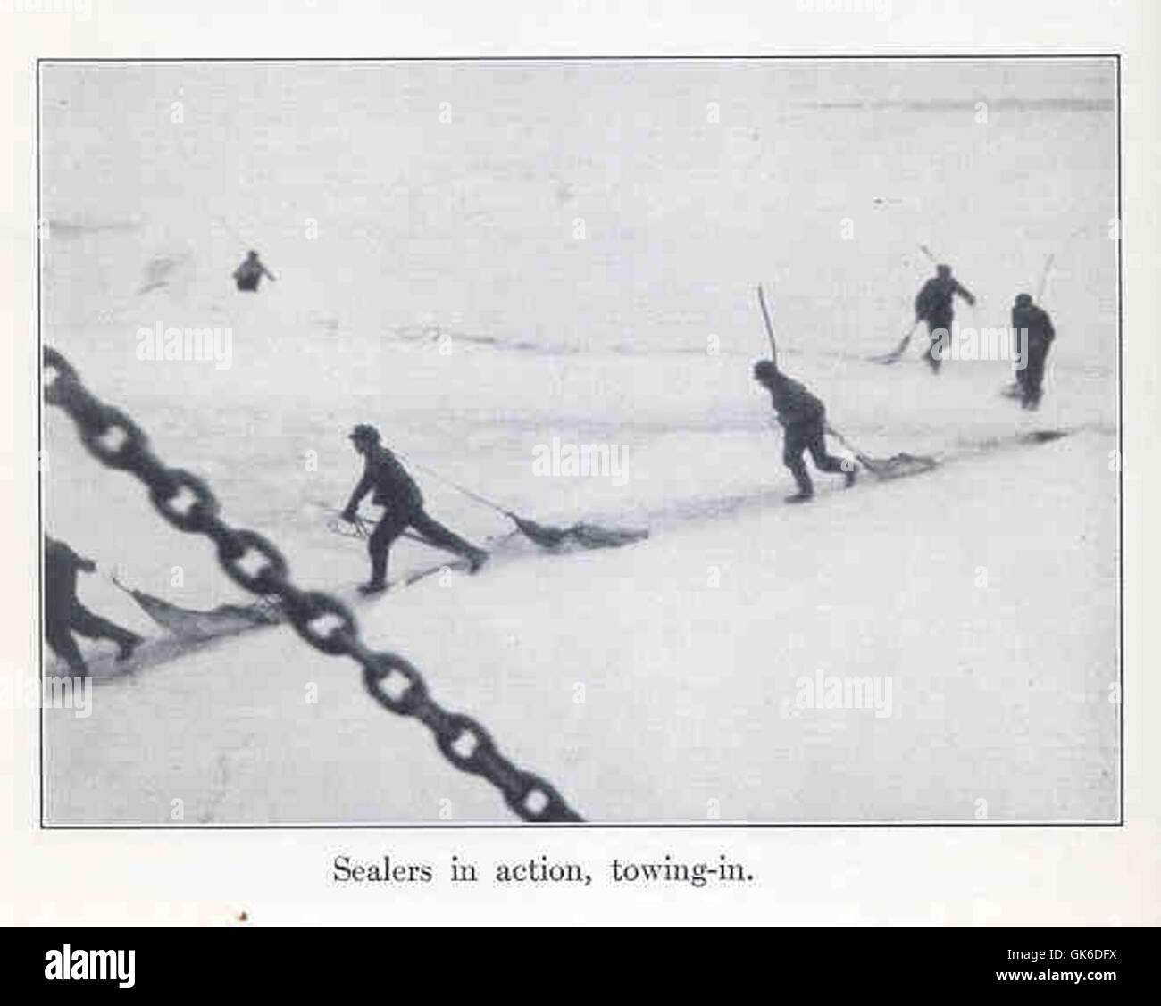 Sealers in action, towing in their catch, depict the traditional method ...