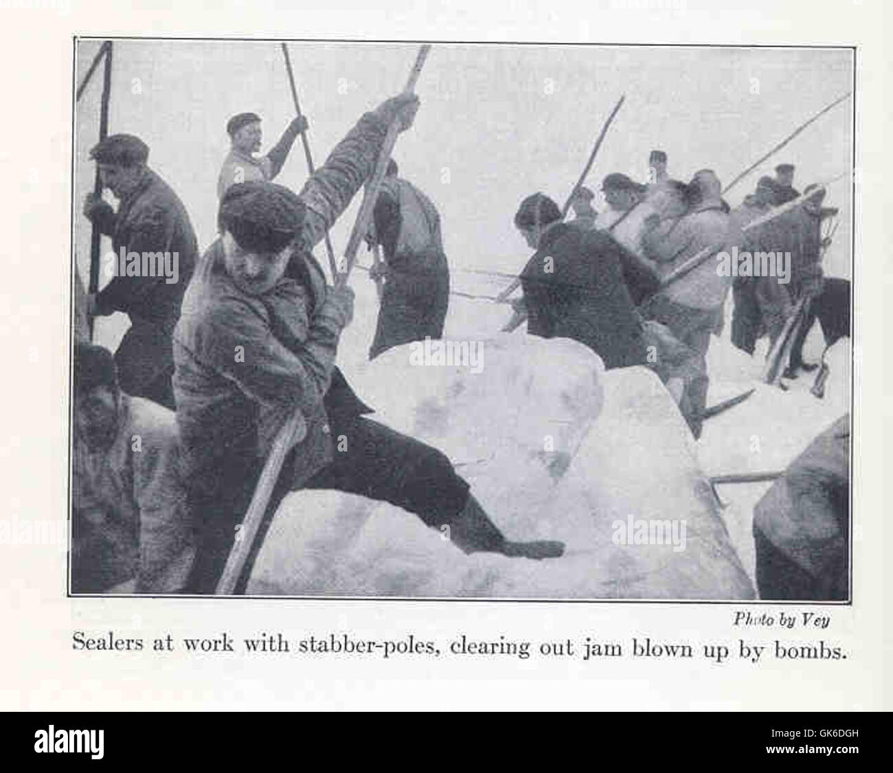 This image depicts sealers at work using stabber-poles to clear out a ...