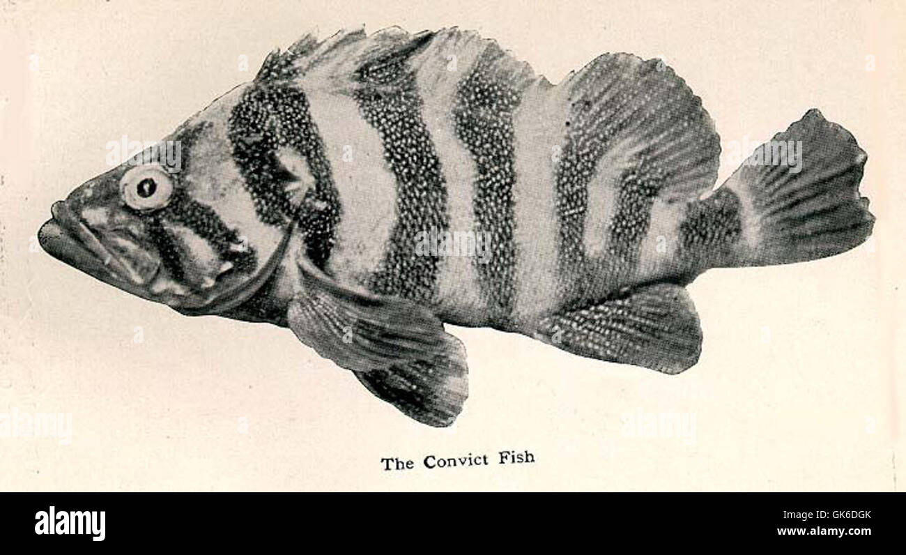 32843 The Convict Fish Stock Photo - Alamy