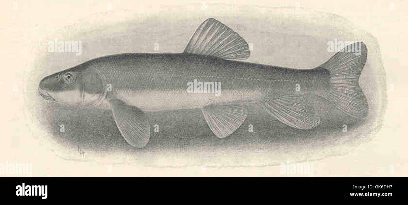 Catostomus warnerensis, a new species of freshwater fish, is shown ...