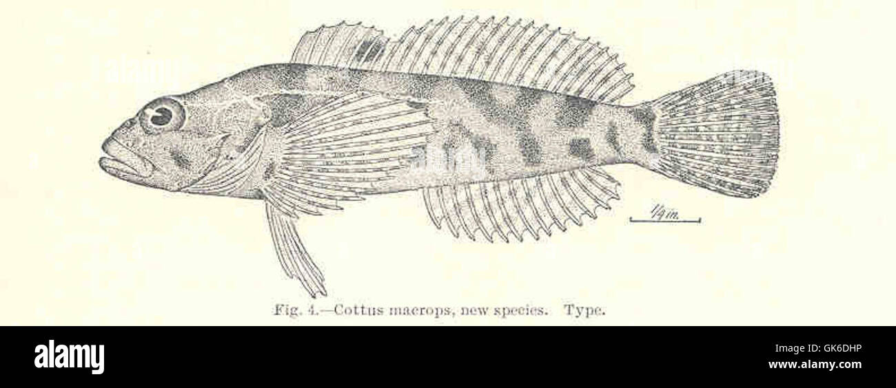 Cottus macrops is a newly discovered species of freshwater fish ...