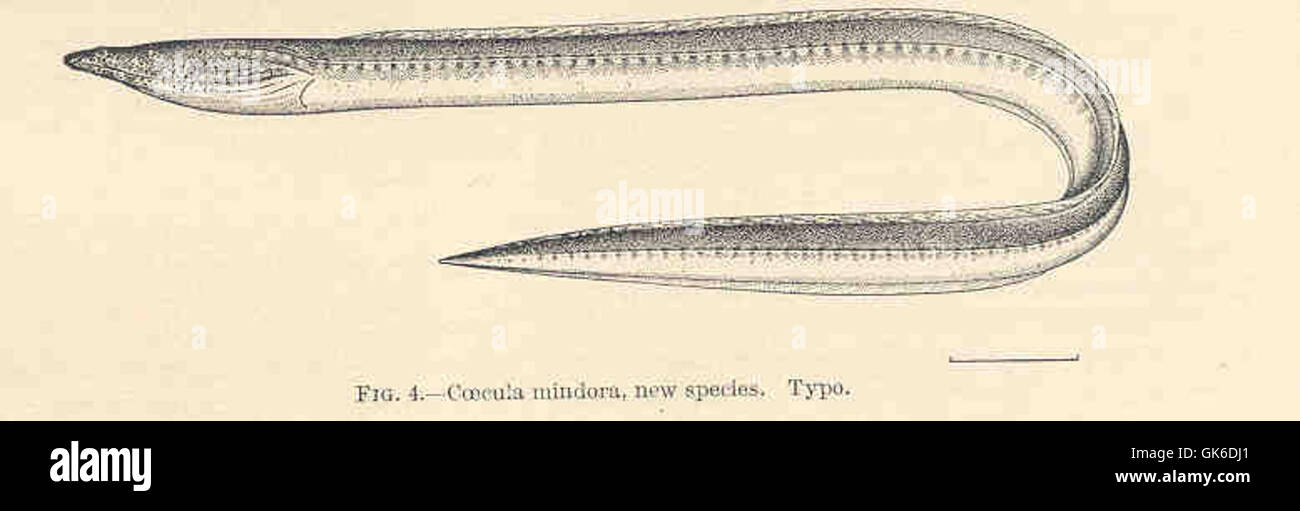 Mindora hi-res stock photography and images - Alamy