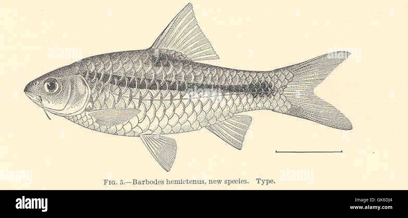 Barbodes hemictenus hi-res stock photography and images - Alamy