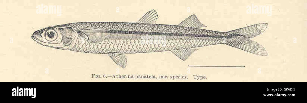 Atherina panatela is a newly identified species of fish. It belongs to ...