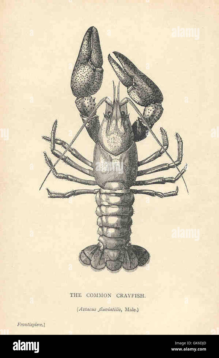 35665 Common Crayfish (Astacus fluviatilis, Male Stock Photo - Alamy